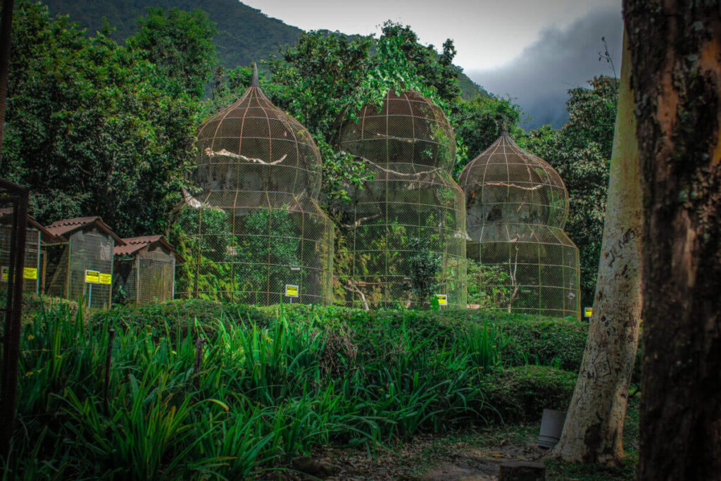 Zoológico El Níspero, Valle de Antón, Panamá - Pateperro